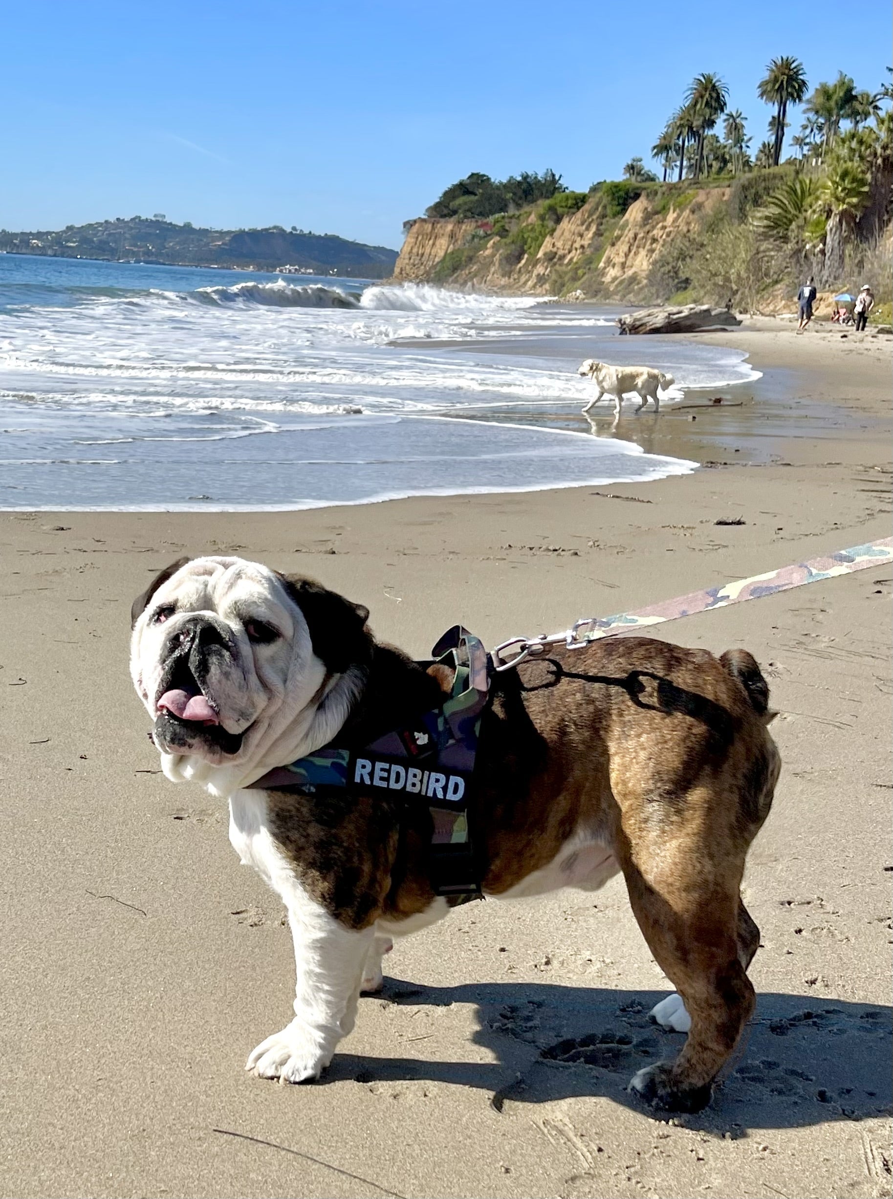 Tips for Keeping Bulldogs Cool in Hot Weather – thebullhug.com