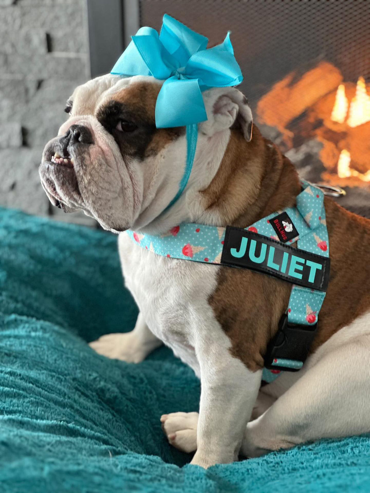 The Science of Pulling: Why Bulldogs Love to Lead and How to Manage It ...