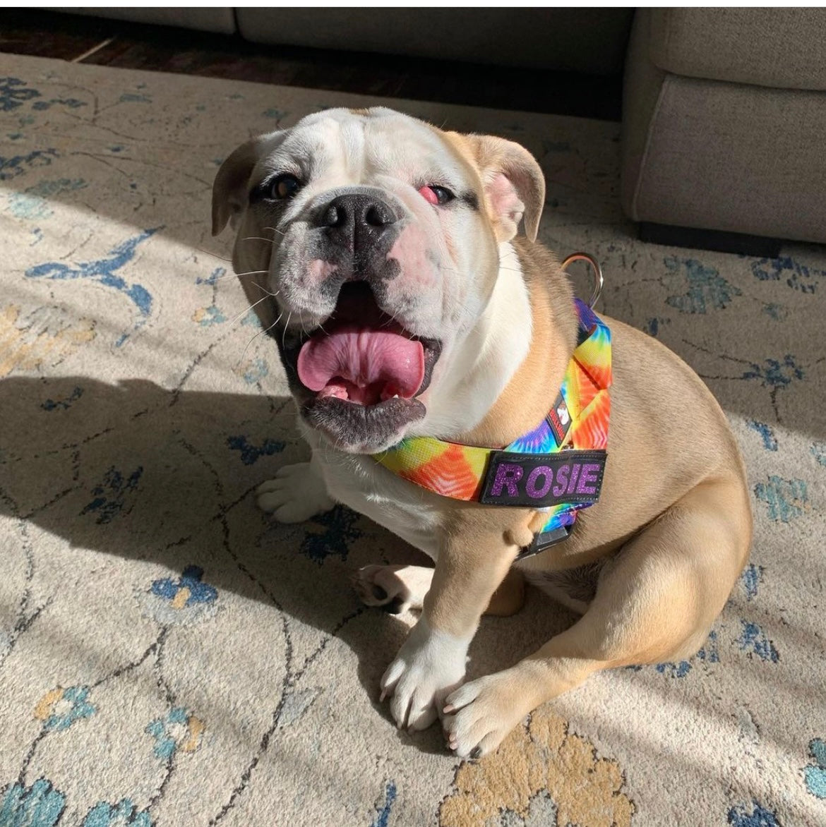 BullHug Dog Harnesses and Leashes for English Bulldogs, French Bulldog ...